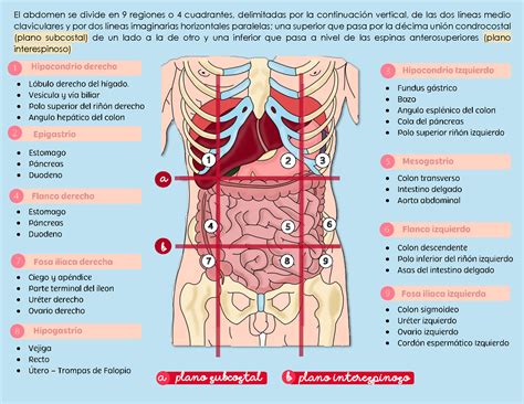 Vapor Esculpir Reflujo Anatomia Abdominal Por Cuadrantes Presentar