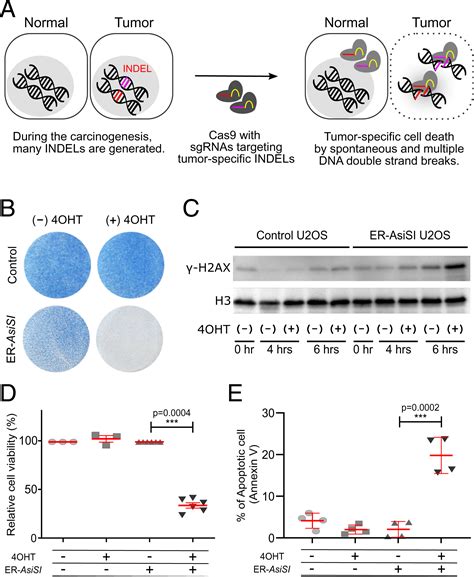 Precision Targeting Tumor Cells Using Cancer Specific InDel Mutations