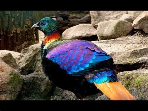 billetera Produce temor aves mas coloridas del mundo Mono Autonomía