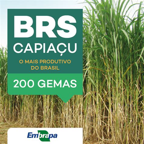 Gemas Brs Capiaçu Campo Online