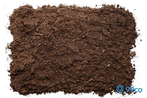 7 Cara Menanam Kacang Panjang Mudah Dan Pasti Panen
