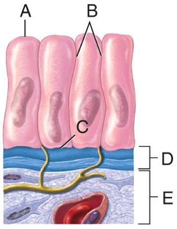 A P Lab 6 Epithelial Tissue And Connective Tissue Flashcards Quizlet