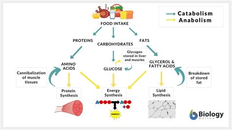 Metabolism Definition And Examples Biology Online Dictionary