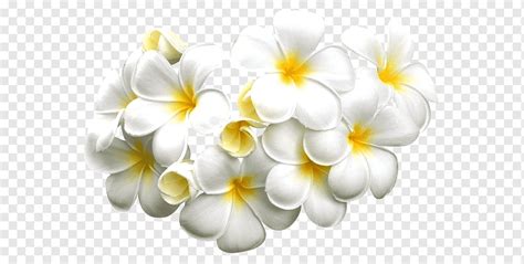 Plumeria Tree Png Clipart