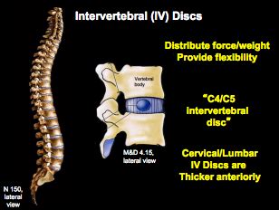 Lumbar Spine Flashcards Quizlet