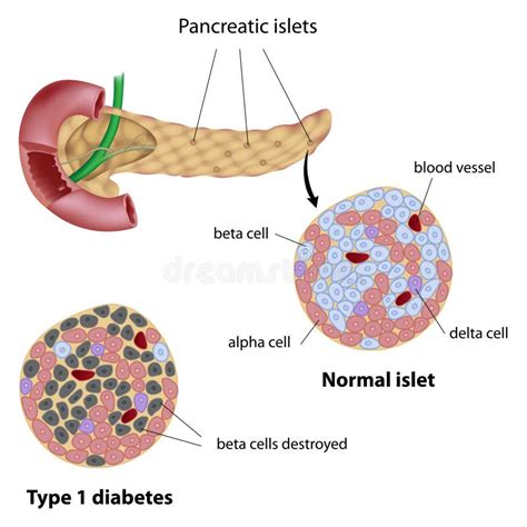 Anatomie Du Pancréas Structure Cellulaire De L îlot De Langerhans