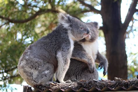 Curiosidades De Los Koalas Que No Conoc As Y Te Sorprender N