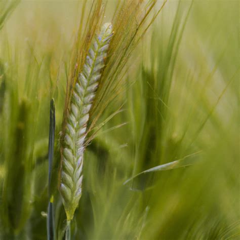 Aceite De Germen De Trigo Propiedades Y Beneficios Para La Salud De La
