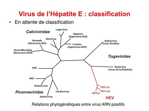 PPT Les hépatites détiologie virale PowerPoint Presentation free