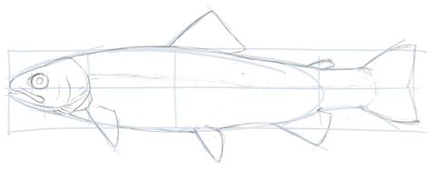 How To Draw A Trout Step By Step John Muir Laws