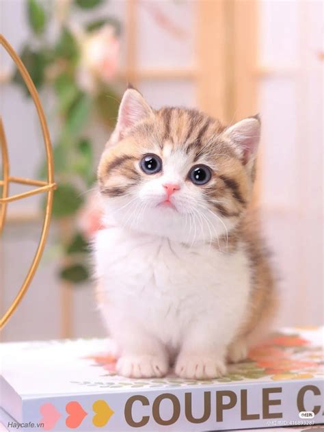 Tổng hợp với hơn 72 cute mèo chibi dễ thương không thể bỏ qua Go Ahead