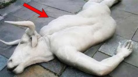 DONOS FICAM CHOCADOS AO VER O HUMANO COMO O BEBÊ QUE SUA VACA PARIU