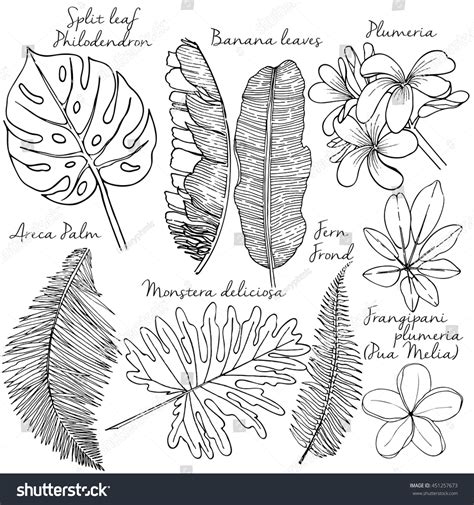 Vector Set Palm Leaves Exotic Botanical Vetor Stock Livre De Direitos