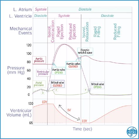 Draw It To Know It Medical Biological Sciences On Twitter For The