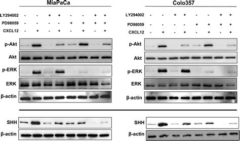 CXCL12 Induced SHH Expression In Pancreatic Cancer Cells Is Dependent