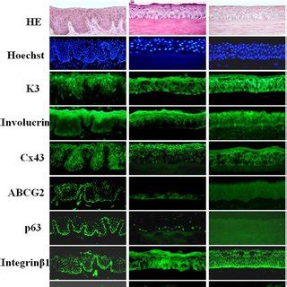 Growth Of Limbal Epithelial Cells On Corneal Stroma A The