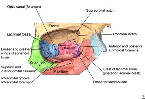 Eye Socket Bone Anatomy