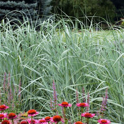 Rutenhirse Gr Ser Stauden Garten Schl Ter