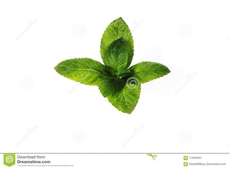 Hoja De La Menta Fresca Aislada En El Fondo Blanco Hoja De La Menta