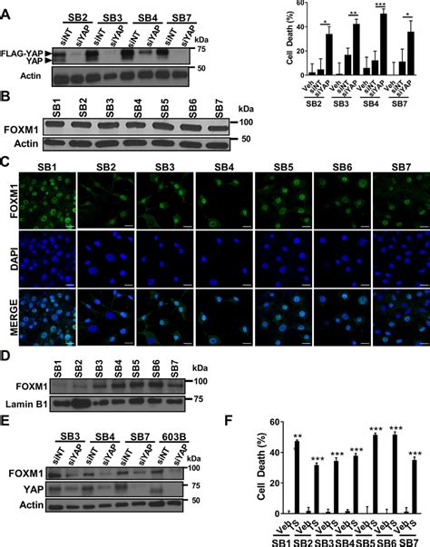 YAP SiRNA Directed Knockdown Or FOXM1 Pharmacologic Inhibition Induces
