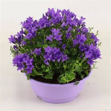 Campanula Portenschlagiana Ambella Intens Purple Mayorista De Plantas