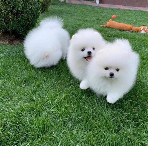 K dispozici štěňata pomeranian bazar Hyperinzerce cz