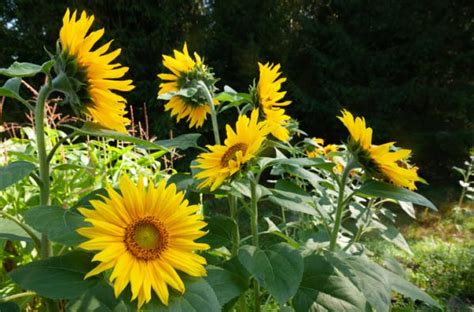 Cómo CUIDAR GIRASOLES Guía práctica y completa con VÍDEO