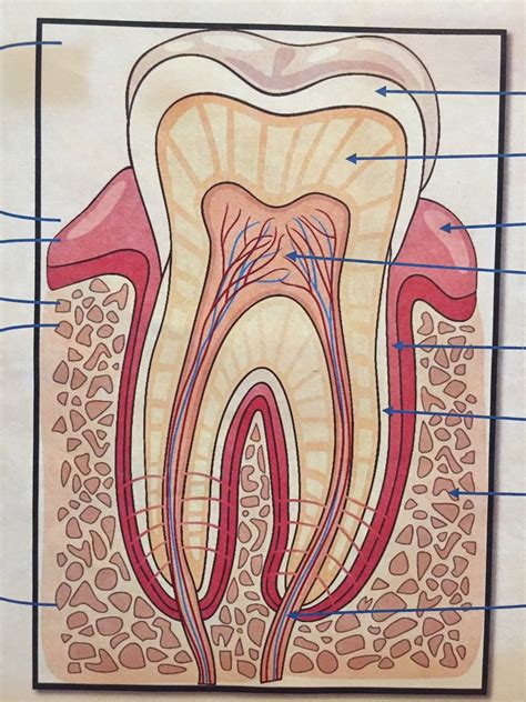 Tooth Anatomy Diagram Quizlet