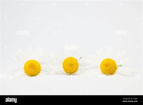 Matricaria Chamomilla Commonly Chamomile German Chamomile Wild