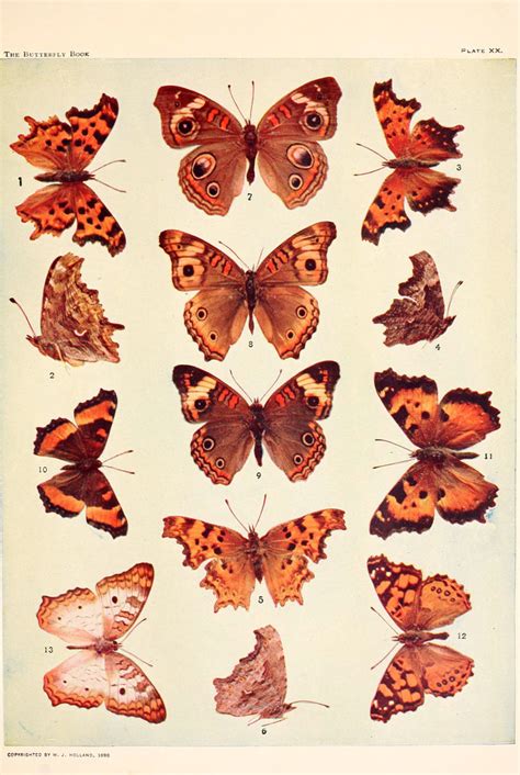 N270 W1150 The Butterfly Book Garden City N Y Doubleday Flickr