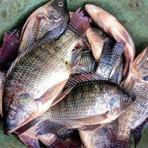 Jual Ikan Patin Nila Merah Mas Lele Mujaer Bawal Gurame