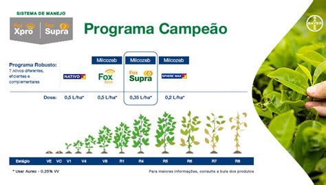 Fungicidas Bayer recebem nota máxima em avaliação da rede de ensaios de