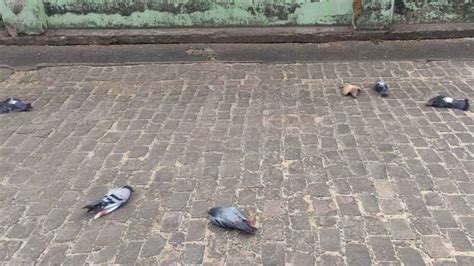 Jornal Correio Pombos são encontrados mortos no Centro de