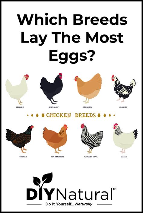 Layer Chicken Breeds
