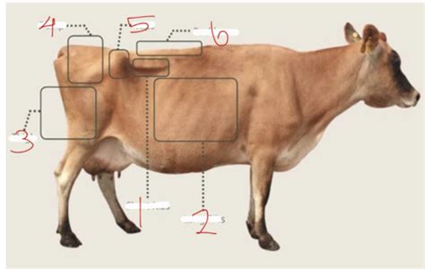 Body Condition Scoring In Dairy And Beef Cattle Flashcards Quizlet