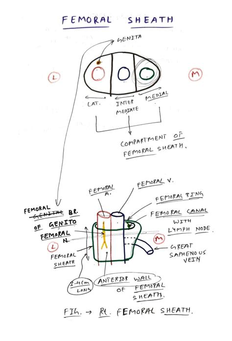 Femoral Triangle Sheath And Canal TCML The Charsi Of Medical