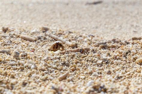 Premium Photo Hermit Crab On A Beach In Maldives
