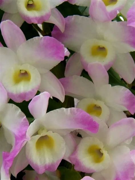 ORQUÍDEA Olho de boneca A Magia da Dendrobium Nobile Super Universo