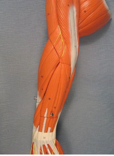 Forearm Posterior Superficial Diagram Quizlet