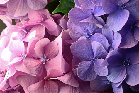 Kwiaty Hortensja Botanika Darmowe zdjęcie na Pixabay Pixabay