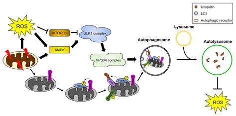 Antioxidants Free Full Text Intersection Between Redox Homeostasis