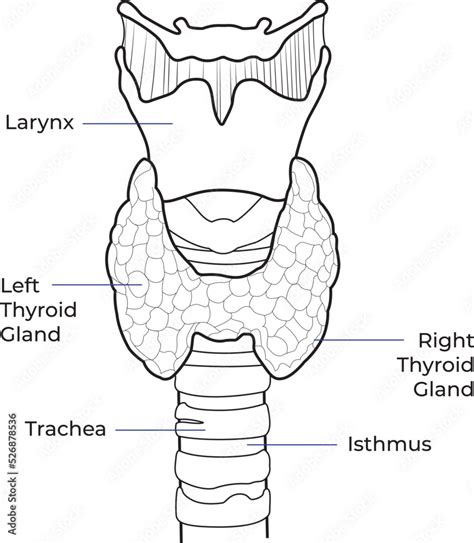 Vector Illustration Of Diagram Of Thyroid Gland Thyroid Gland And
