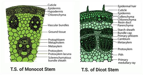 Monocot Vs Dicot Stem Structure Differences Examples