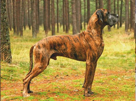 Le 10 razze di cani più grandi del mondo Amici di Casa