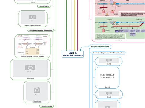 UNIT 3 Molecular Genetics Mind Map
