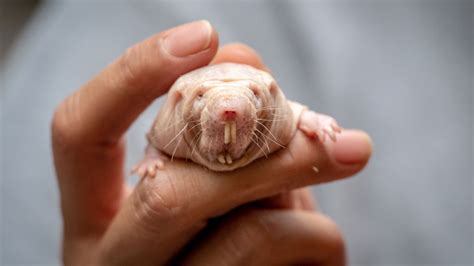 Study Unlocks Clues In Mystery Of Naked Mole Rats Exceptional