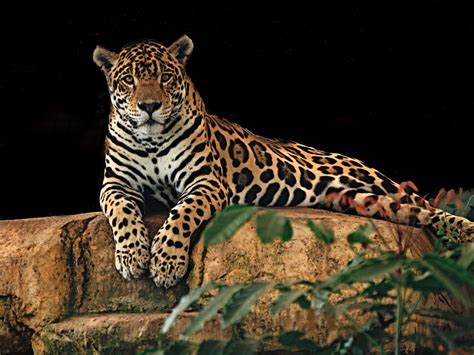 Saiba quais são os animais típicos do Brasil DescubraOnline