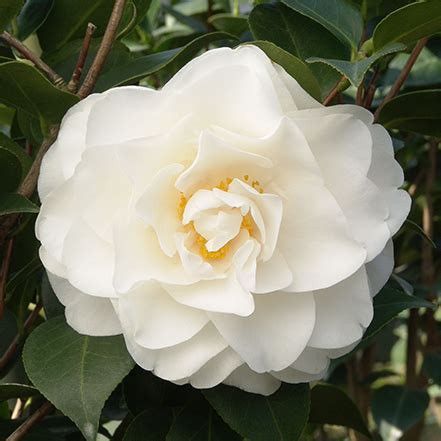 Complete Camellia Care Guide How To Plant Grow And Care For Camellias
