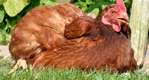Vermifuger Les Poules Mes Poules