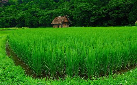 Rice Field Philippines Lovely Rice Fields HD Wallpaper Pxfuel